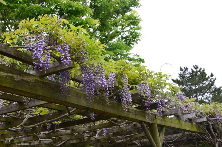 長洲町 「金魚と鯉の郷」の藤: 熊本の花所