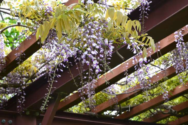 長洲町 「金魚と鯉の郷」の藤: 熊本の花所