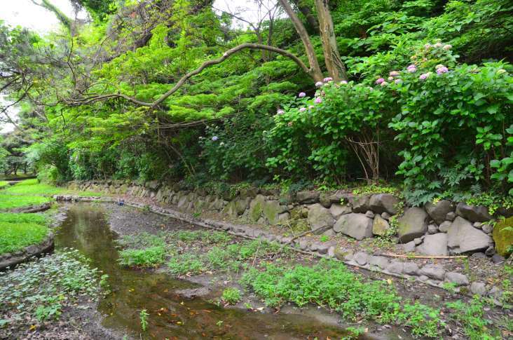 長洲町 「金魚と鯉の郷」のアジサイ（2023年）: 熊本の花所