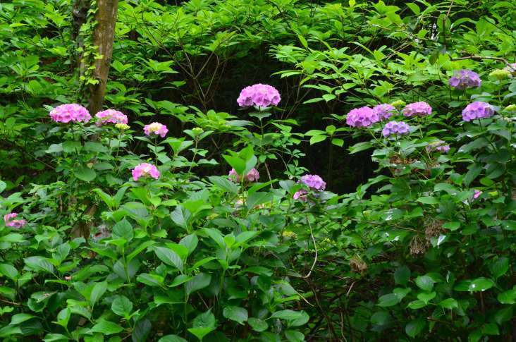 長洲町 「金魚と鯉の郷」のアジサイ（2023年）: 熊本の花所